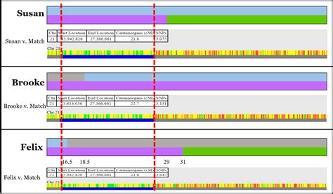 Visual Phasing An Example Part 5 Of 5 The Genetic Genealogist