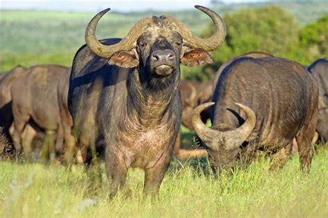 Buffalo 5 Times At Samuel Goggins Blog