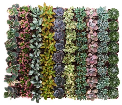 Home Botanicals Live Colorful Pastel Succulent Collection 64 Outdoor