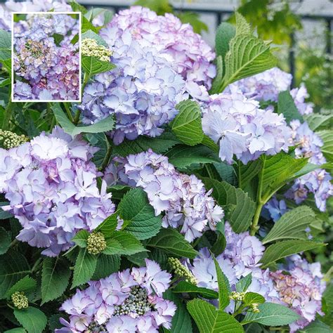 Seaside Serenade® Crystal Cove Hydrangea Spring Hill Nursery