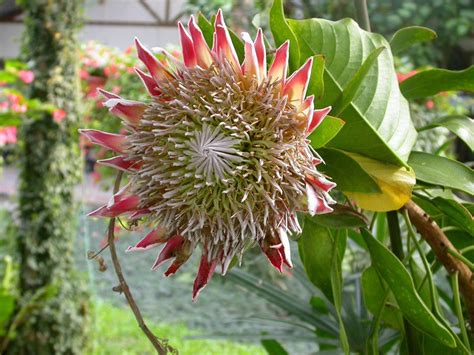 奇特的花~帝王花 三張圖 ＠我的空中花園 1 ｜pchome Online 個人新聞台