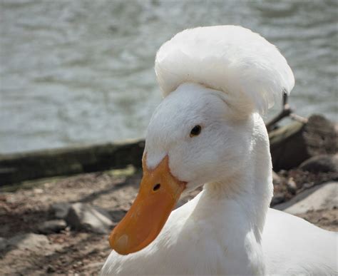 Bebek Asli Jenis Harga Dan Cara Memasaknya Musafir Digital