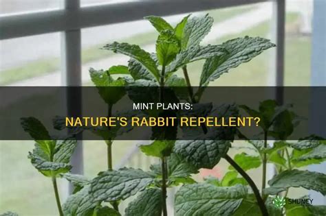Mint Plants Natures Rabbit Repellent Shuncy