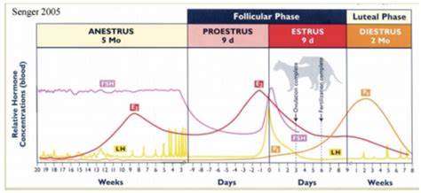 Fertilisation Flashcards Quizlet