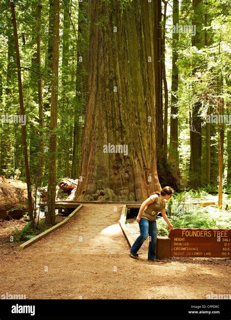 Young Woman Enjoys The Founders Tree Founders Grove Avenue Of The