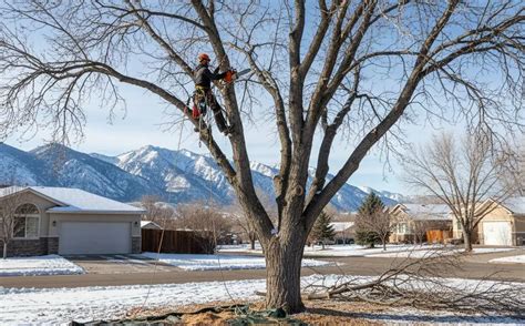 Seasonal Tree Trimming In Utah When To Trim Arbor Plus