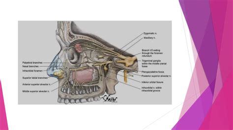 Trigeminal Nerve And Its Course Of Path In Skull Pptx