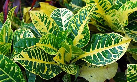 1787 نبات داخلي الصور والصور وصور الخلفية للتنزيل المجاني