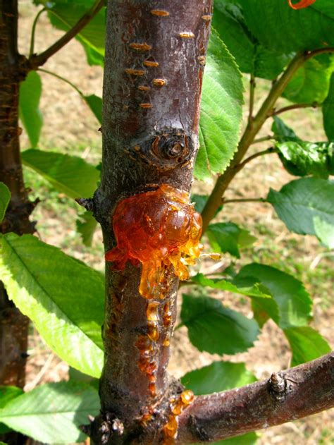 Ten Step Program To Manage Bacterial Canker Of Sweet Cherry Purdue University Facts For Fancy