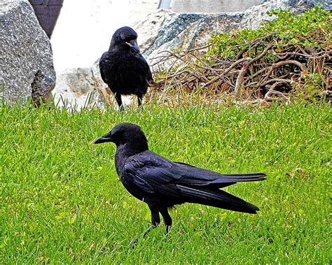 Perp And Dickular Photograph By Andrew Lawrence Fine Art America