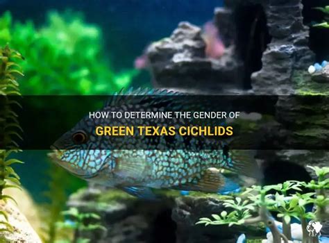 How To Determine The Gender Of Green Texas Cichlids Petshun