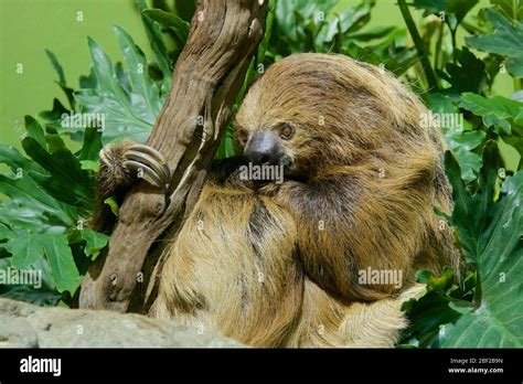 Linnes Twotoed Sloth Two Toed Slothvladspecies Didactylusgenus