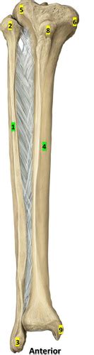 Tibia Fibia 27 Flashcards Quizlet