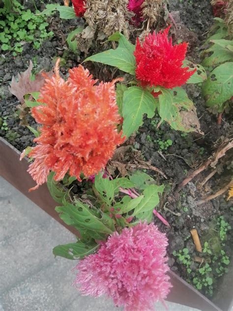 Beautiful Cockscomb Inews