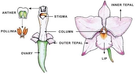 Schematic Diagram Of An Orchid Flower Download Scientific Diagram