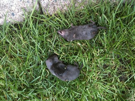 Dead Things Redhead Ranting