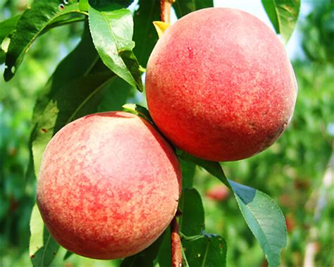 Blaze Prince Peach Tree For Sale Online The Tree Center
