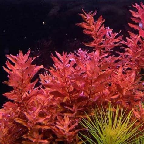 Rotala Macranda Red 5 Stem Aquashoppe Best Online Aquatic Store