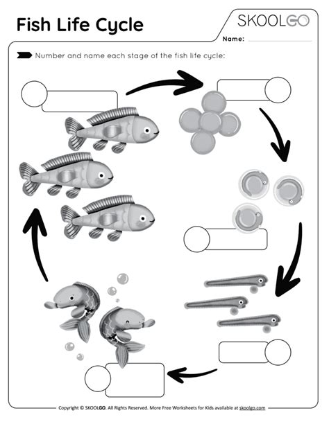 Science Life Cycle Worksheets