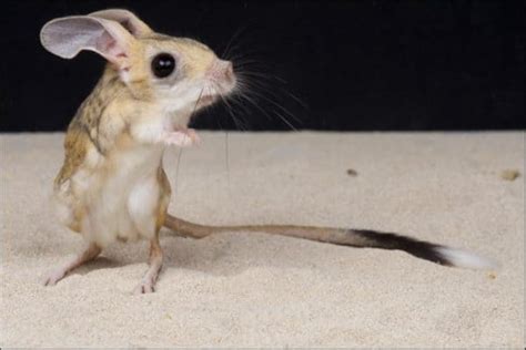 Jerboa Animal Facts Dipodidae A Z Animals
