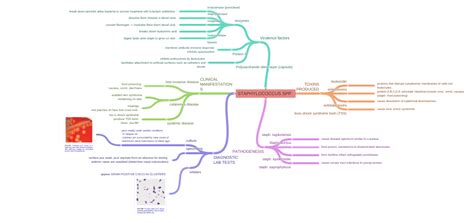 Staphylococcus Spp Coggle Diagram