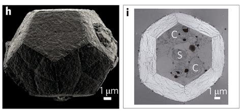 How To Spy On Nitrogen Fixing Bacteria Schmidt Ocean Institute