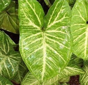 Singonio Syngonium Angustatum
