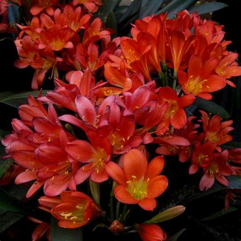 Geranium Perennial Geranium Mix Ferri Seeds