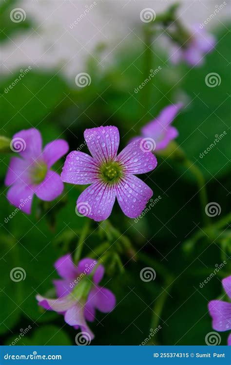 Oxalis Debilis The Large Flowered Pink Sorrel Stock Image Image Of