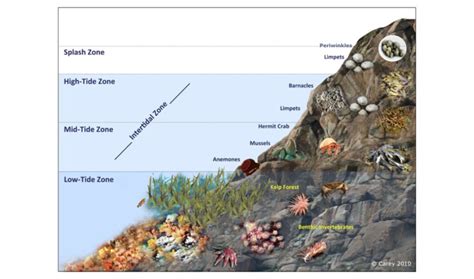 Intertidal Zone Definition Neritic Zone Definition Sediments