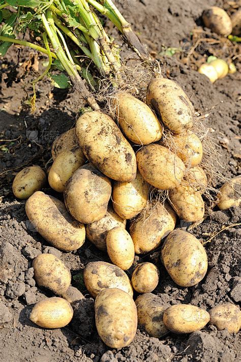 地里的土豆丰收了。