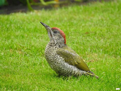 Junger Grünspecht Foto And Bild Tiere Wildlife Wild Lebende