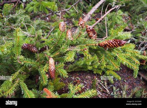 Needles And Cones Picea Abies Norway Or European Spruce Is A Species