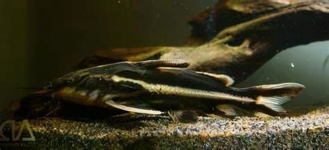 Long Nosed Striped Dora Raphael Catfish Orinocodoras Eigenmanni 5cm