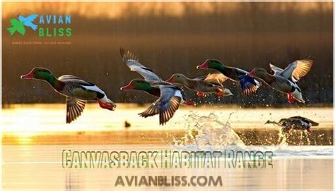 Canvasback Duck Complete Guide To Identification And Behavior