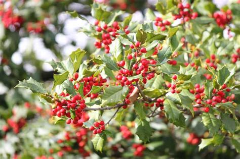Attractive Evergreen Shrubs And Trees With Red Fruits And Berries