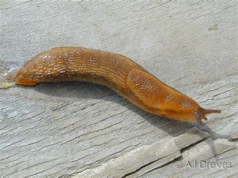 Slug Image Gallery College Of Agricultural Sciences