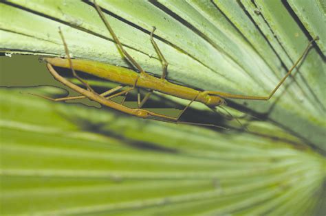 Phasmatodea Stick Insect