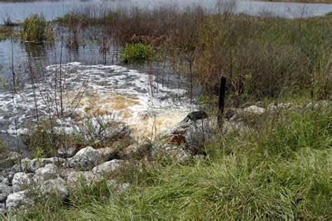 Abiotic Factors Florida Everglades