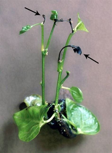 Tissue Culture Terminology Shoot Tip Necrosis