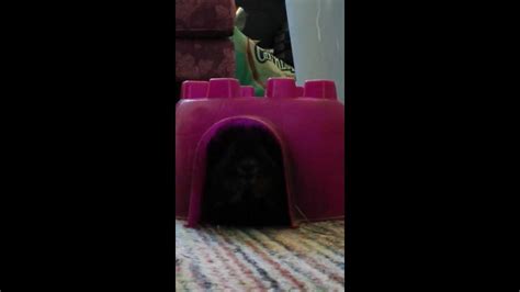Guinea Pig Hiding In A Pigloo Youtube