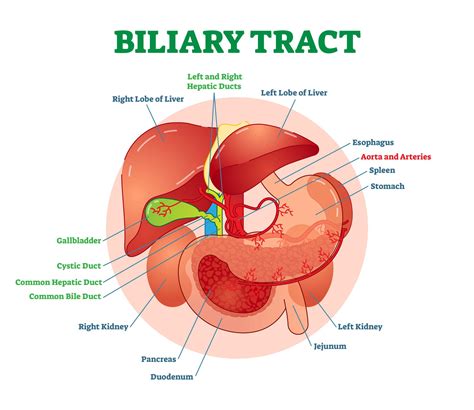 The Biliary System Anatomy Function Common Conditions