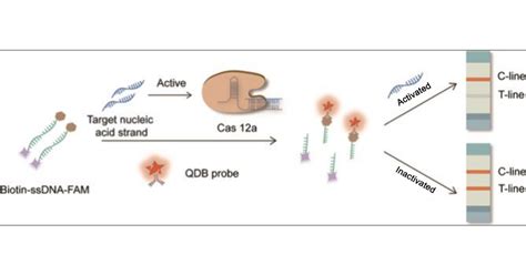 Quantum Dot Encoded Beads Enhanced Crisprcas Based Lateral Flow Assay For The Amplification