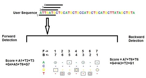 Transcription Factor Information System A Tool For Detection Of Transcription Factor Binding