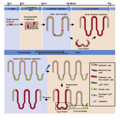 Embryogenic Stem Cell Derived Intestinal Crypt Fission Directs De Novo