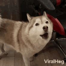 Dog Howling S Tenor Dog Howling S Tenor