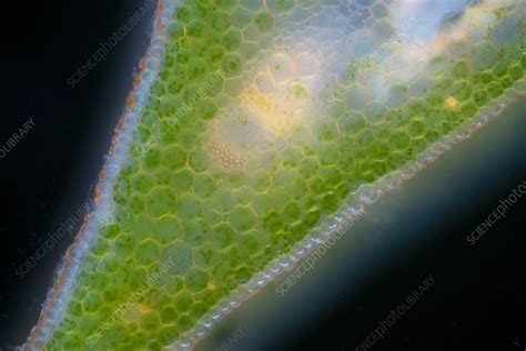 Iris Leaf Light Micrograph Stock Image C057 6622 Science Photo