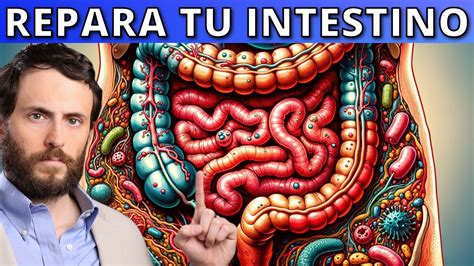 Todo Lo Que Necesitas Para Reparar Tus Intestinos Con Escuela De Salud