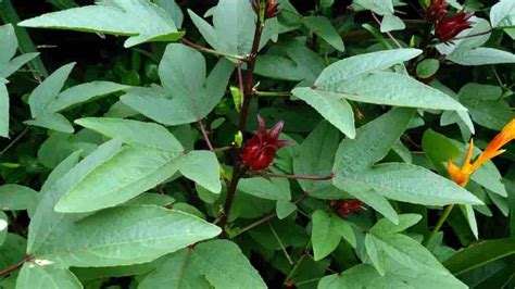 15 Gongura Leaves Benefits For Liver Heart And Immunity With Recipes