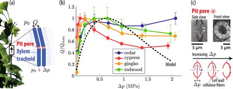 Figure 1 From Fluid Structure Interactions Enable Passive Flow Control In Real And Biomimetic